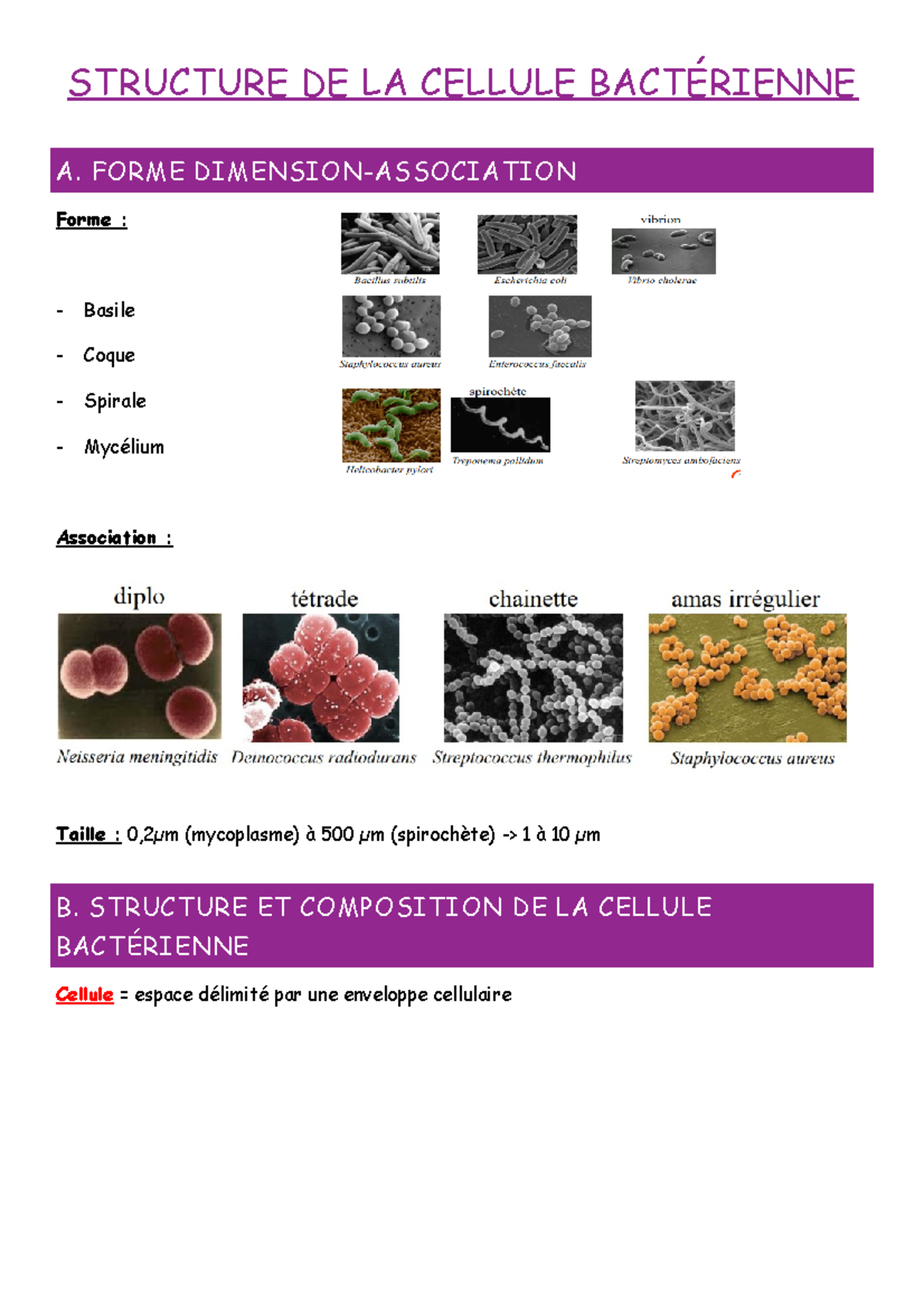 2 -Structure-de-la-cellule-bactérienne- Charron- Bourgoin-Florence ...