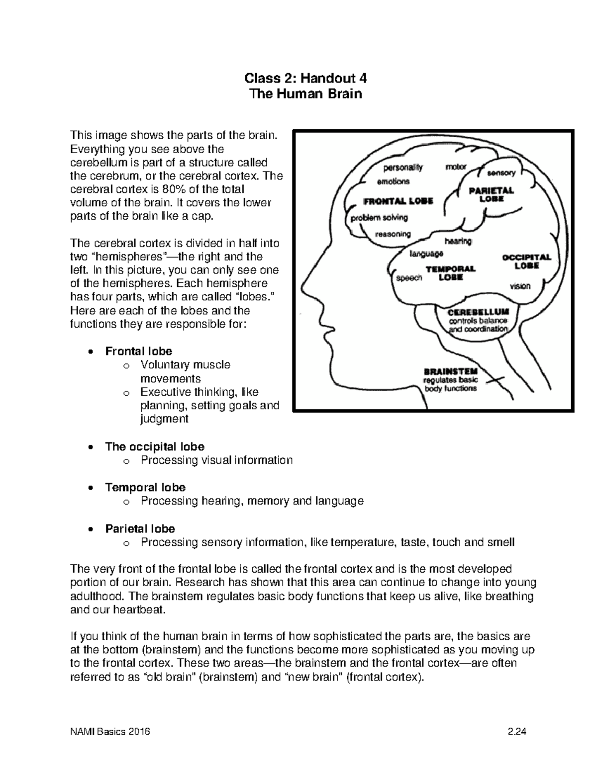 The Human Brain - N/a - NAMI Basics 2016 2. Class 2: Handout 4 The ...