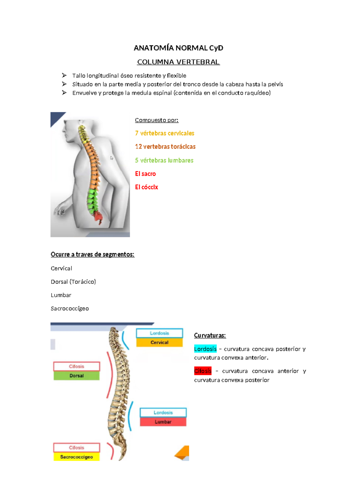 Anatomía Normal CyD - ANATOMÍA NORMAL CyD COLUMNA VERTEBRAL Tallo ...