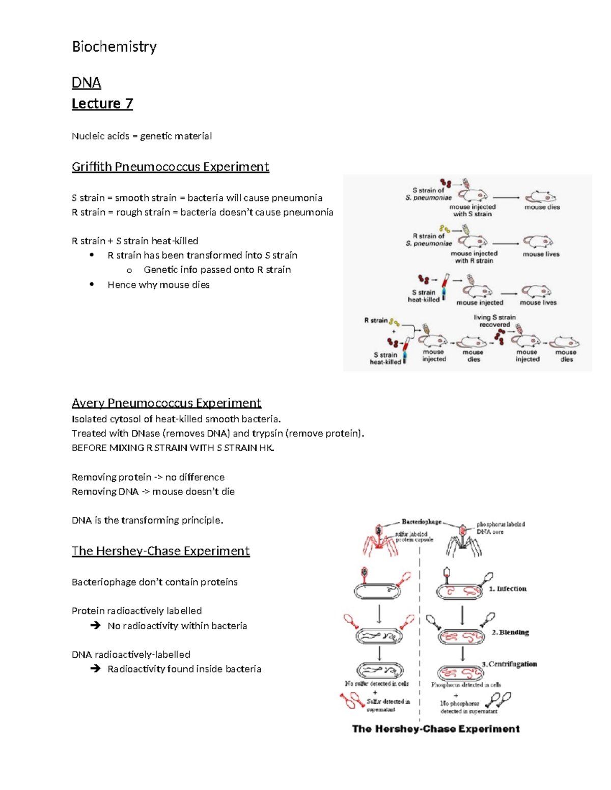 L7 & L8. 24-10-19 DNA - Detailed notes - DNA Lecture 7 Nucleic acids ...