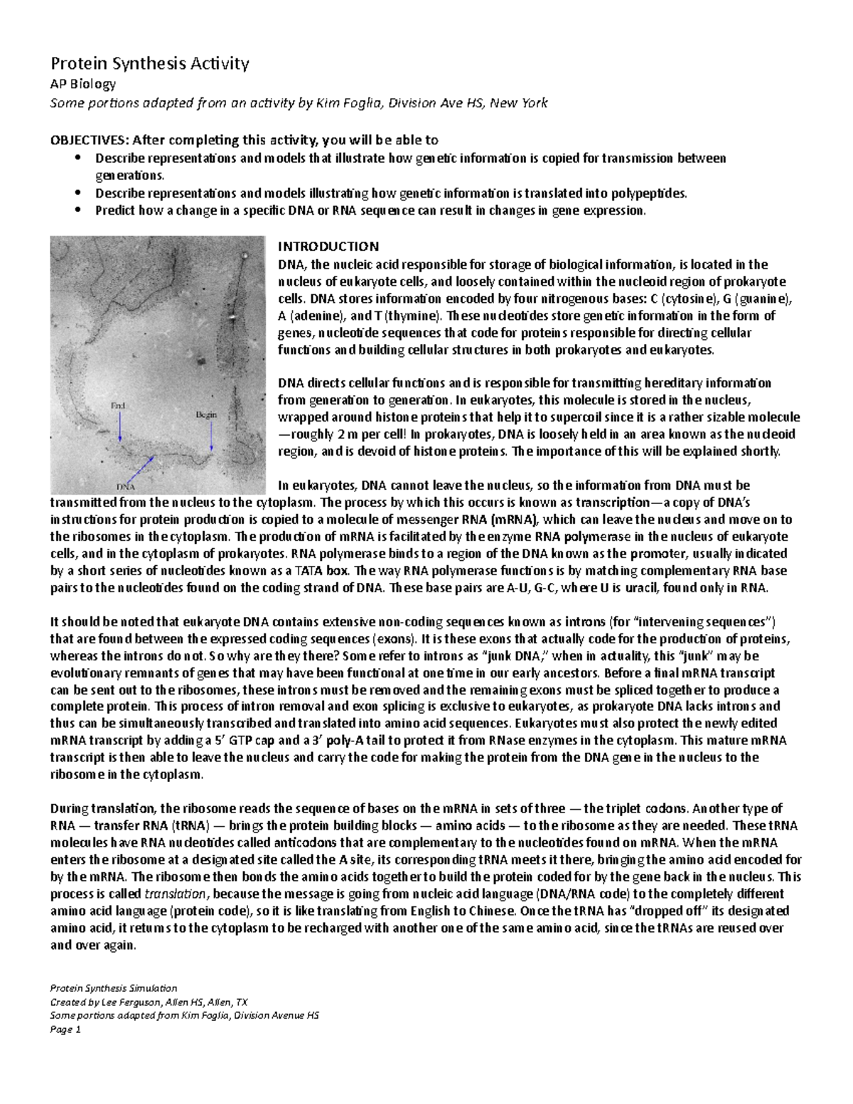 Protein+Synthesis+Activity-adapted+from+KFoglia - Protein Synthesis ...