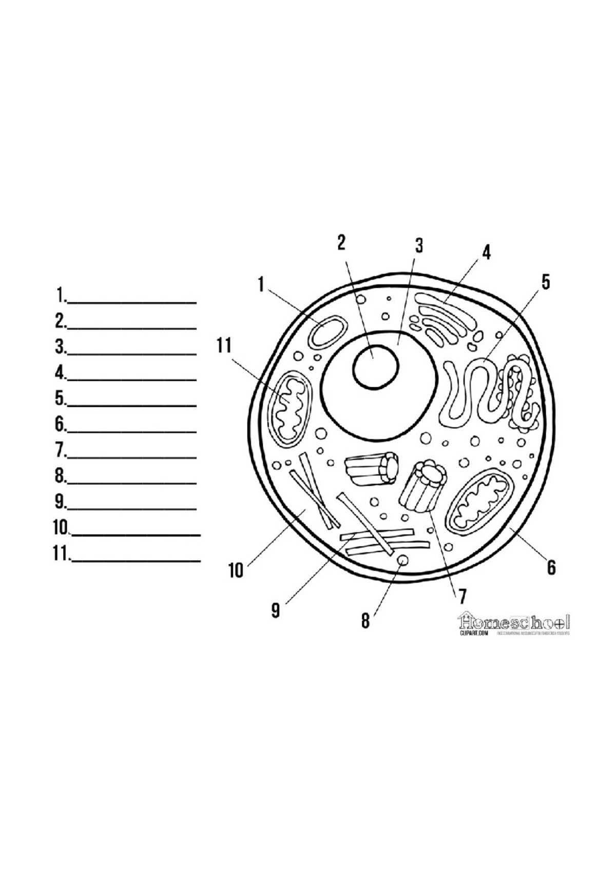 Label the Cell Diagram - Cell biology! - BI 236 - 2 3 4 5 1 1. 2. 11 o ...