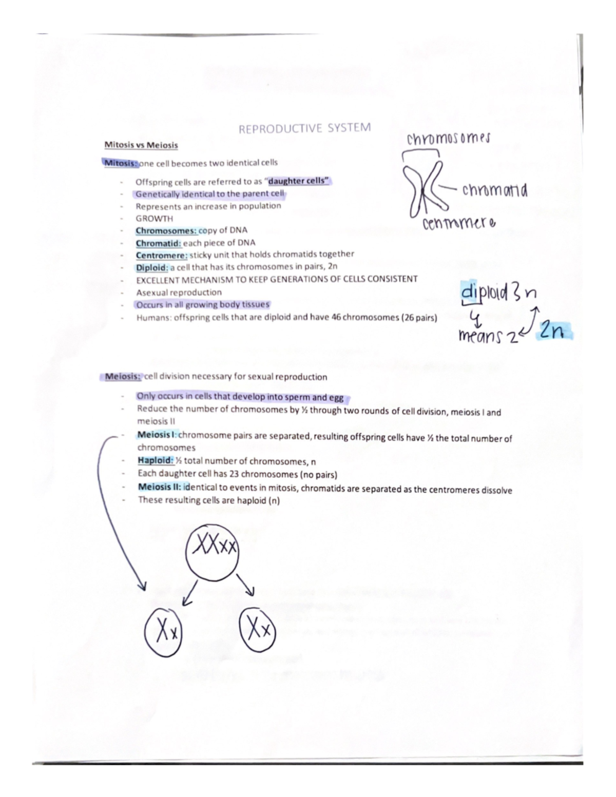 Anatomy and Physiology 2 Reproductive System Exam Notes - HSCI 2021 ...
