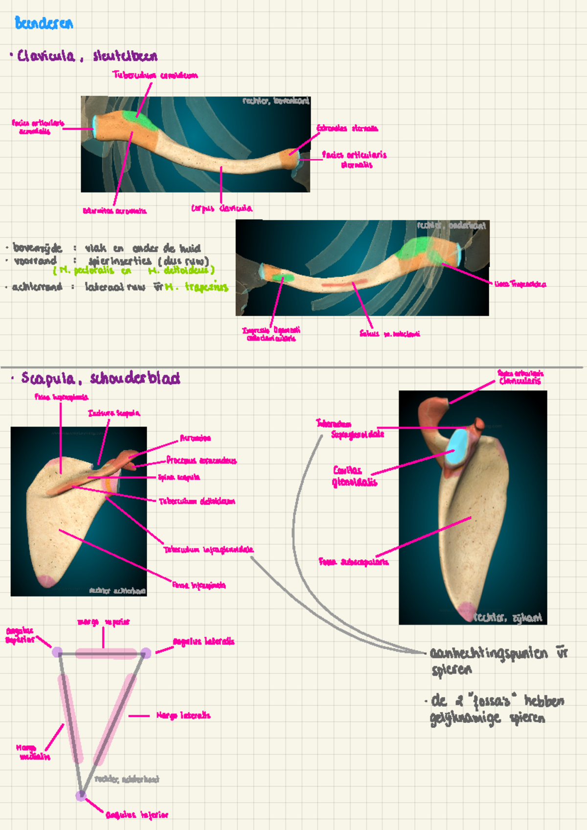 Samenvatting Spieren Semester 2 - Beenderen · Clavicula, sleutelbeen ...