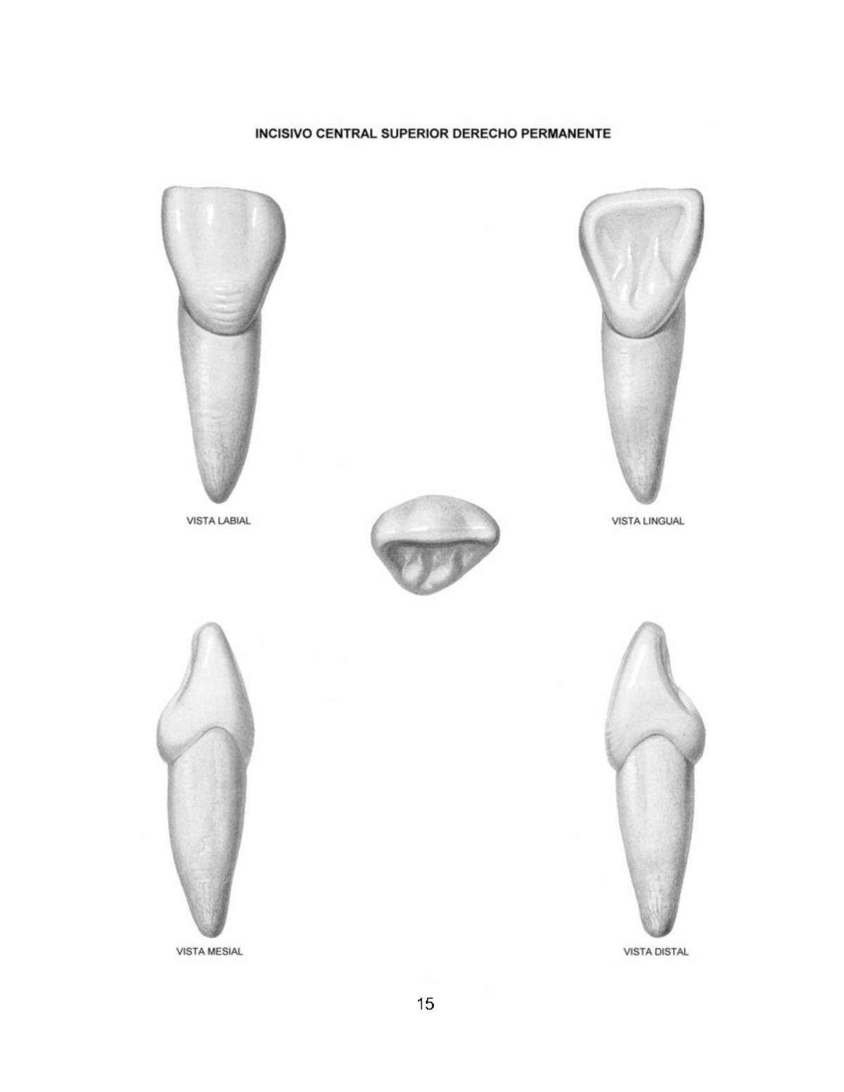 Dibujos dientes - INCISIVO CENTRAL SUPERIOR DERECHO PERMANENTE VISTA ...