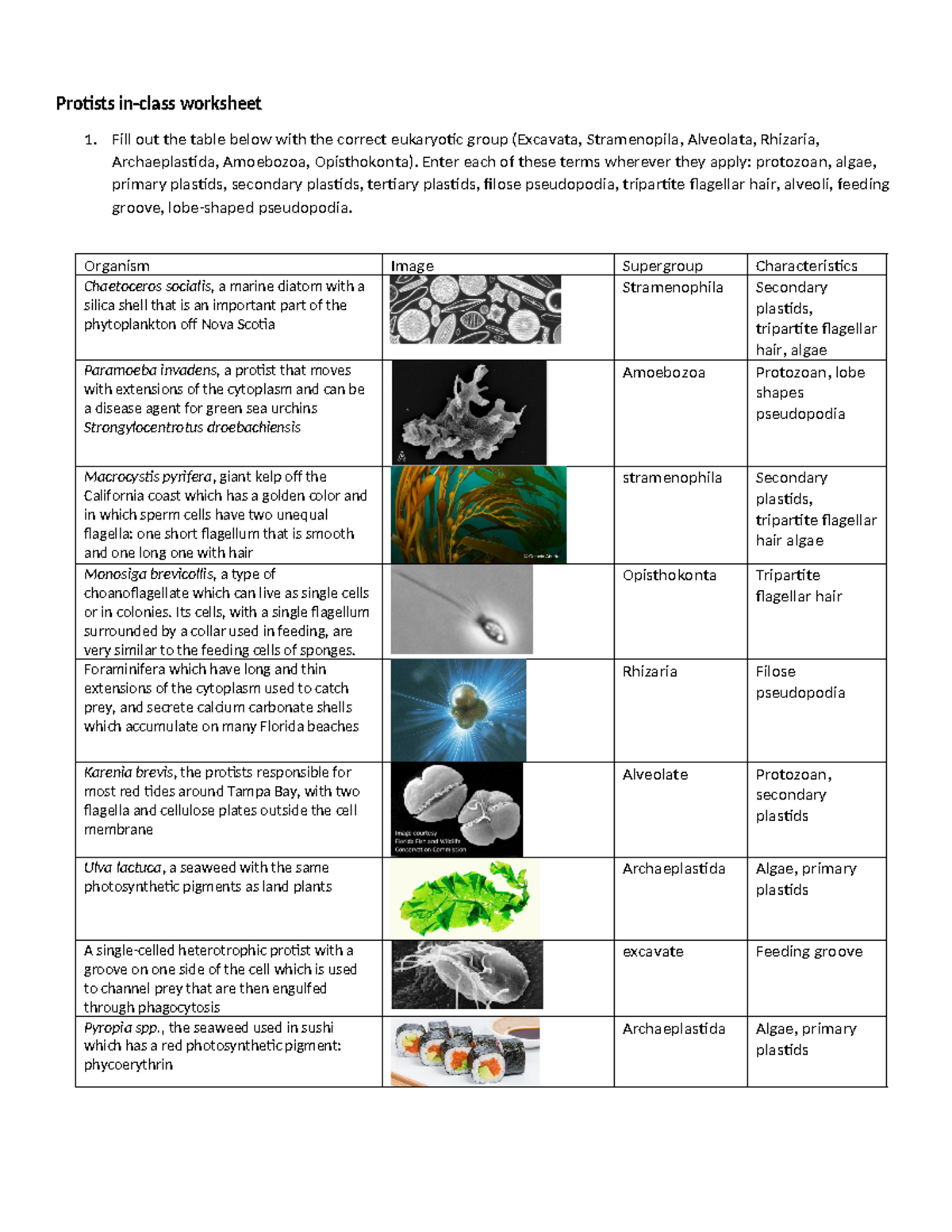 28 Protists Worksheet - Protists in-class worksheet 1. Fill out the ...