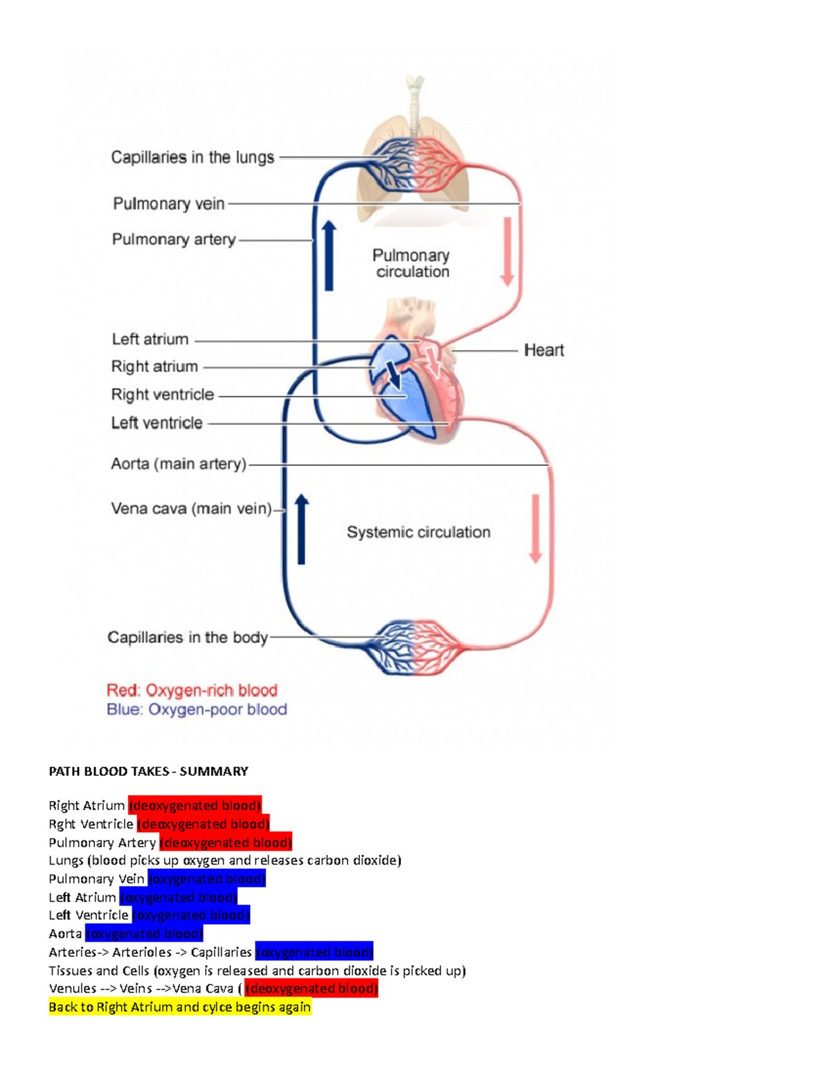 Cardiovascular System - PATH BLOOD TAKES SUMMARY Right Atrium ...