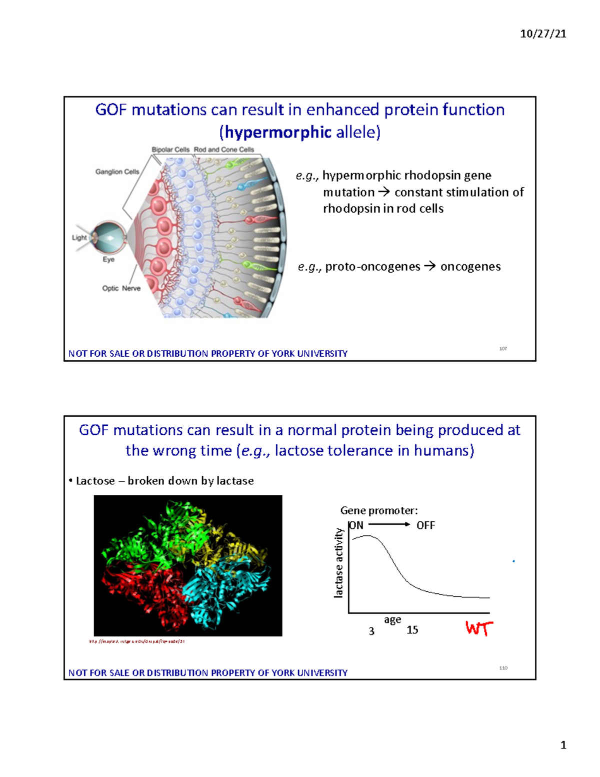 V7 BIOL 2040 Effects of GOF mutations - GOF mutations can result in ...