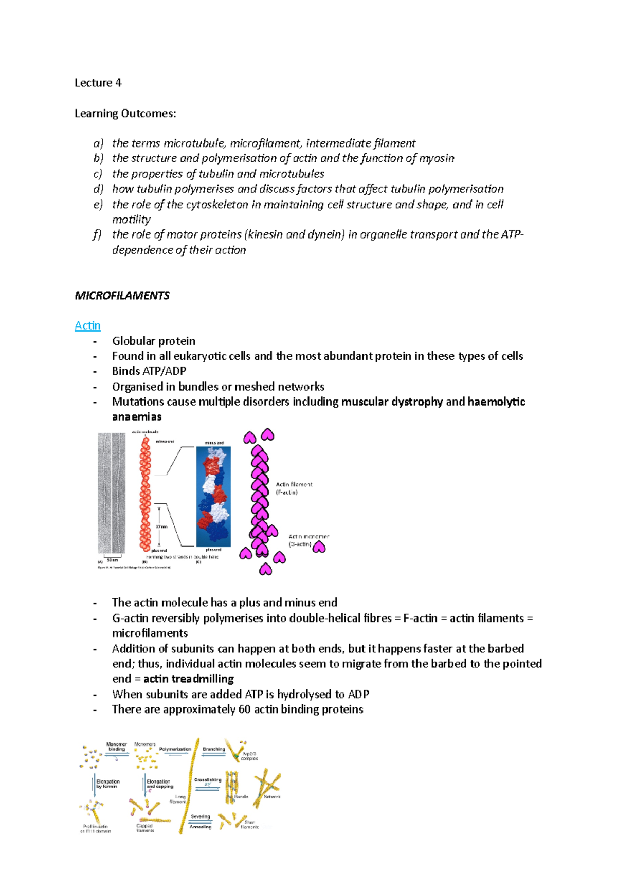 Lecture 4 notes - Lecture 4 Learning Outcomes: a) the terms microtubule ...