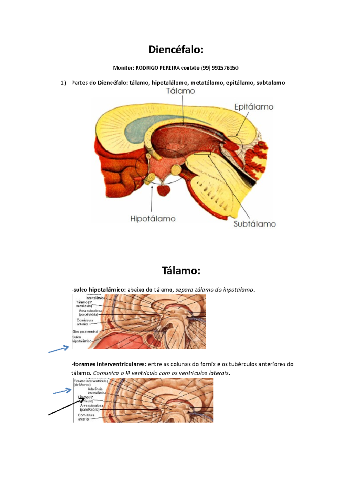 Diencéfalo, auxilio do estudo - Diencéfalo: Monitor: RODRIGO PEREIRA ...