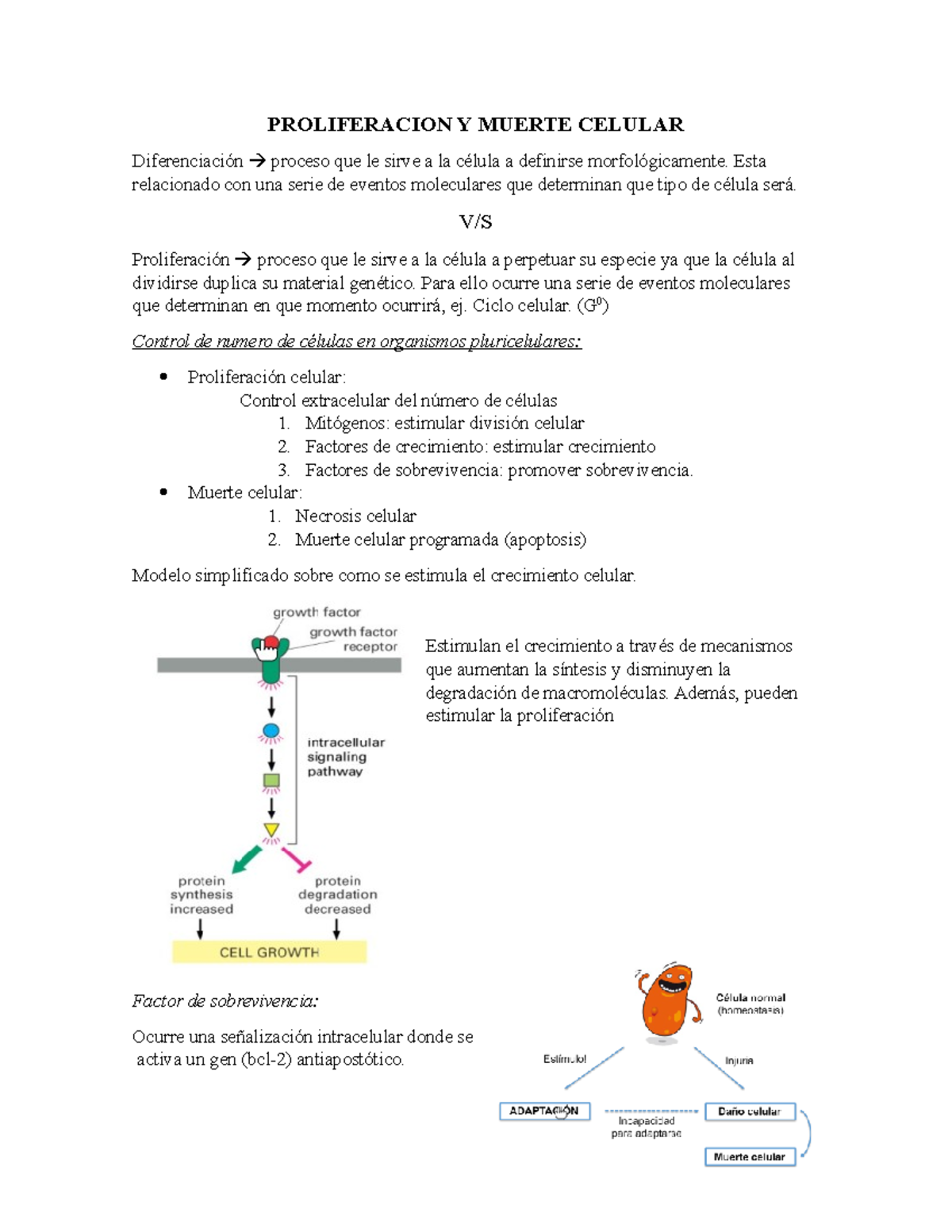 Proliferacion Y Muerte Celular - PROLIFERACION Y MUERTE CELULAR ...
