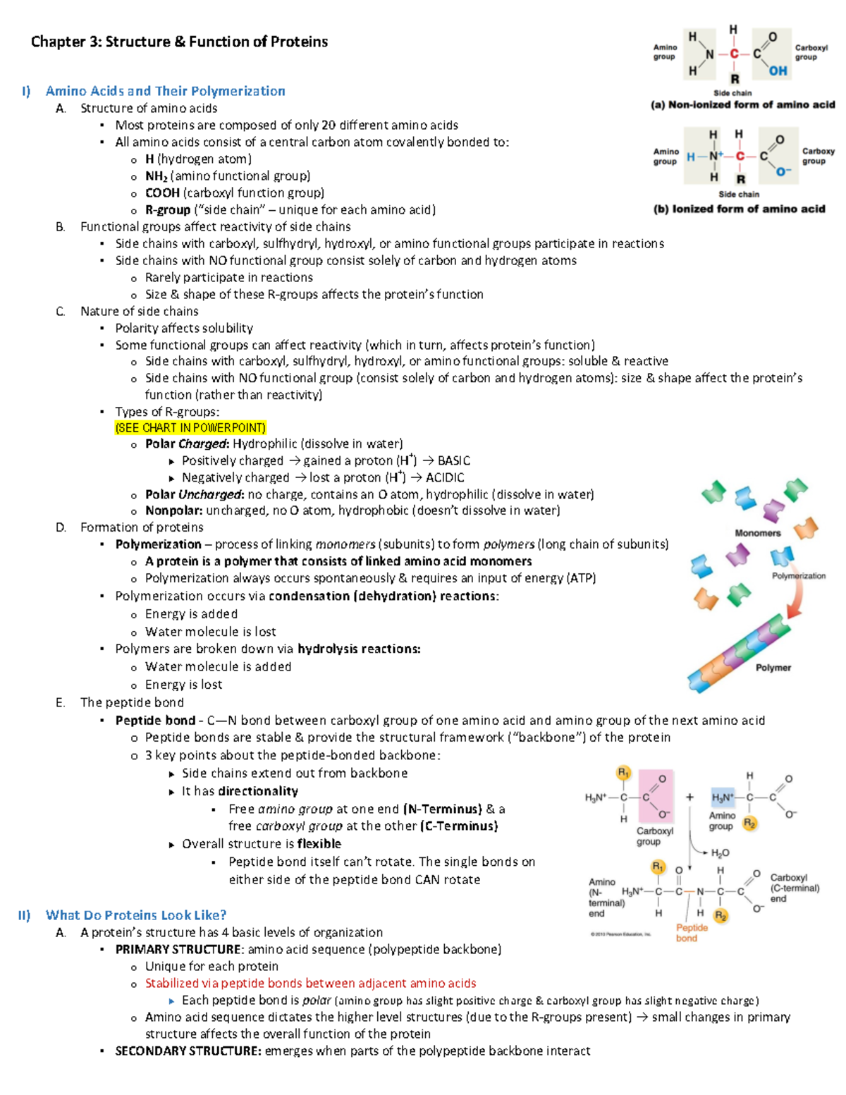 Ch. 3 Study Guide - Structure and Function of Proteins - - Studocu