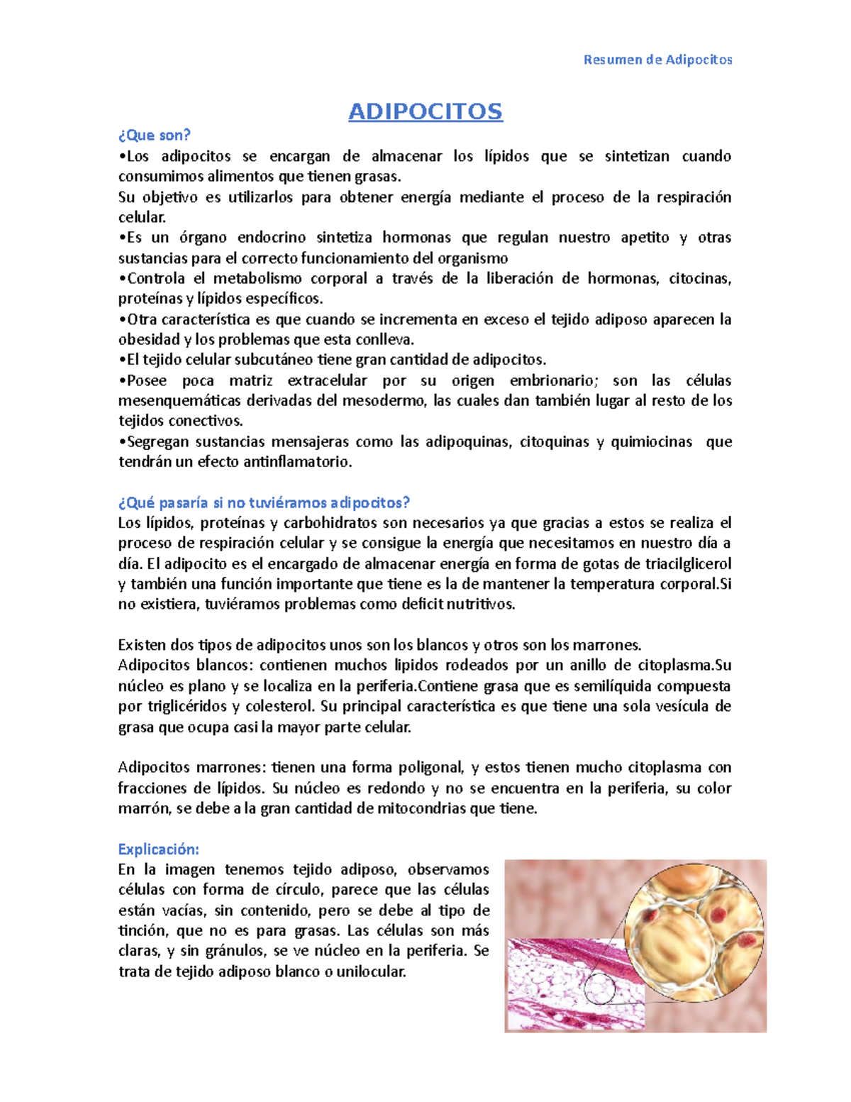 Adipocitos Adipocitos ¿que Son •los Adipocitos Se Encargan De Almacenar Los Lípidos Que Se