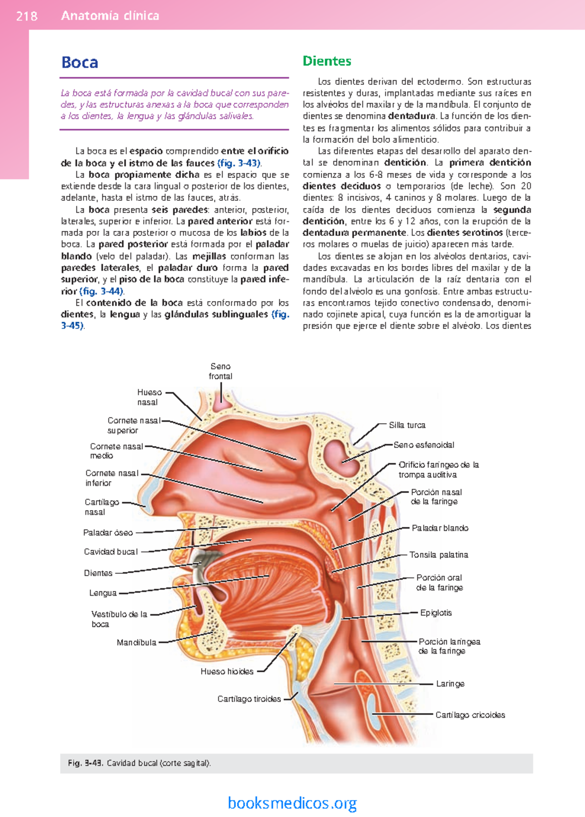 Anatomia Clinica Pro - notas - 218 Anatomía clínica Boca La boca está ...