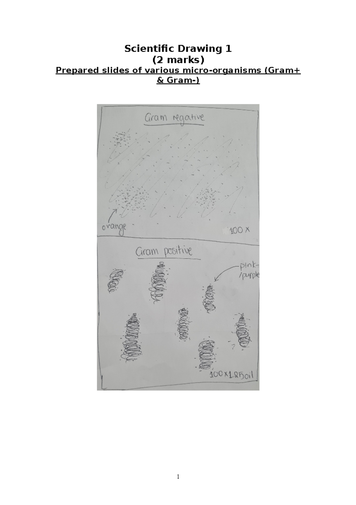 Microbiology lab report 1 - Scientific Drawing 1 (2 marks) Prepared ...