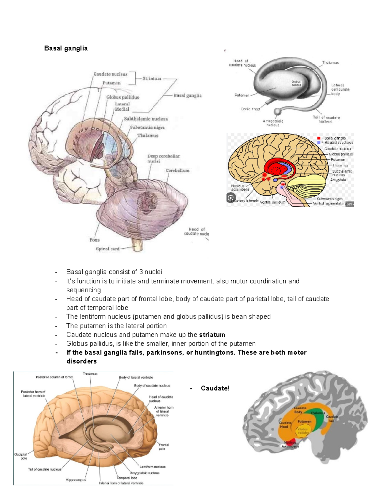 ANA nov 14 day 4 - notes - Basal ganglia - Basal ganglia consist of 3 ...