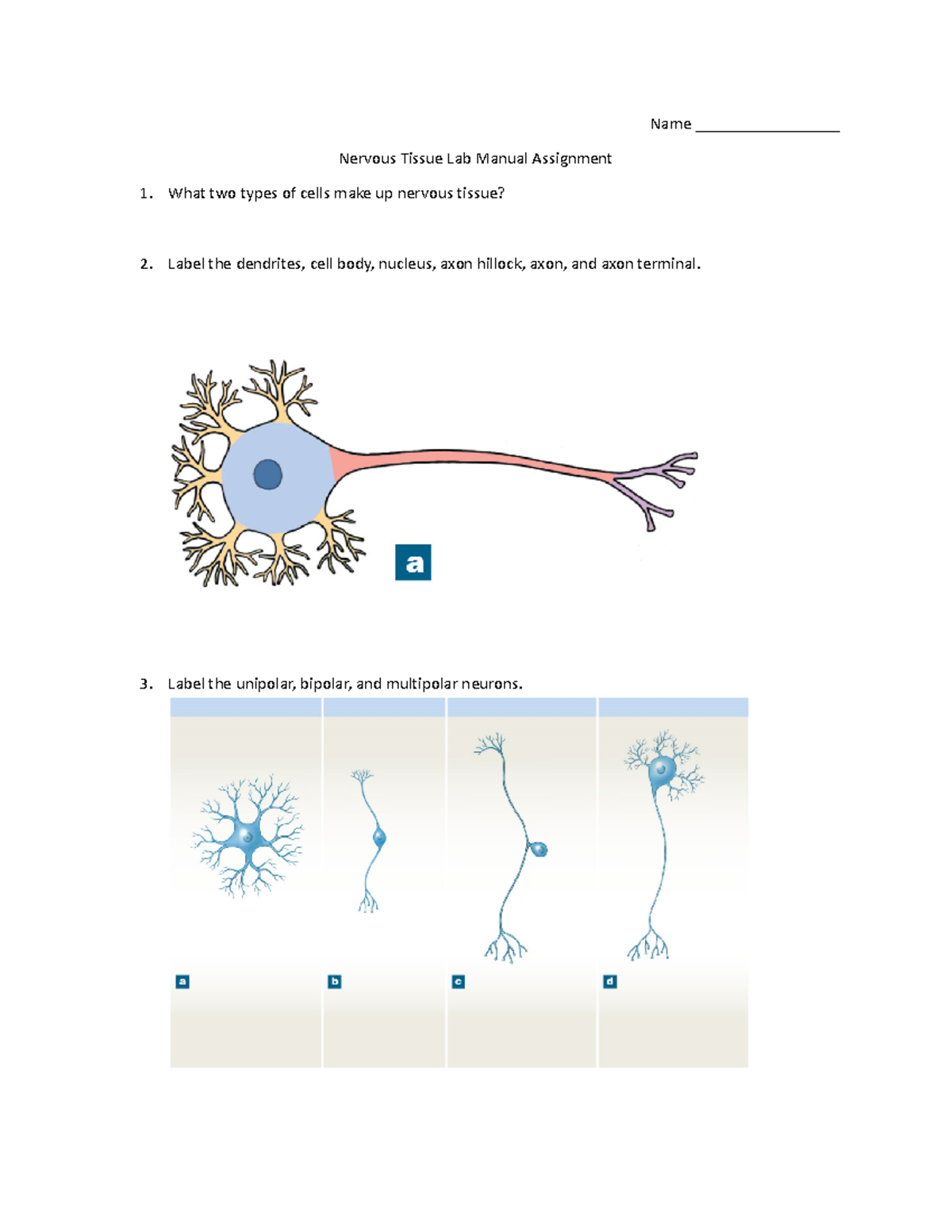 Nervous Tissue Lab Manual Assignment Mandatory - Name ...