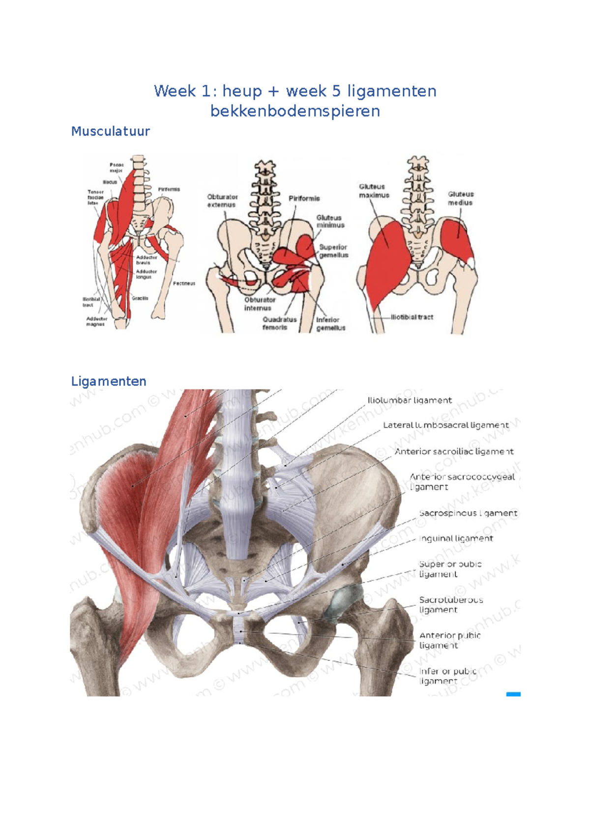 Leerdoelen Minor OE - Week 1: heup + week 5 ligamenten ...
