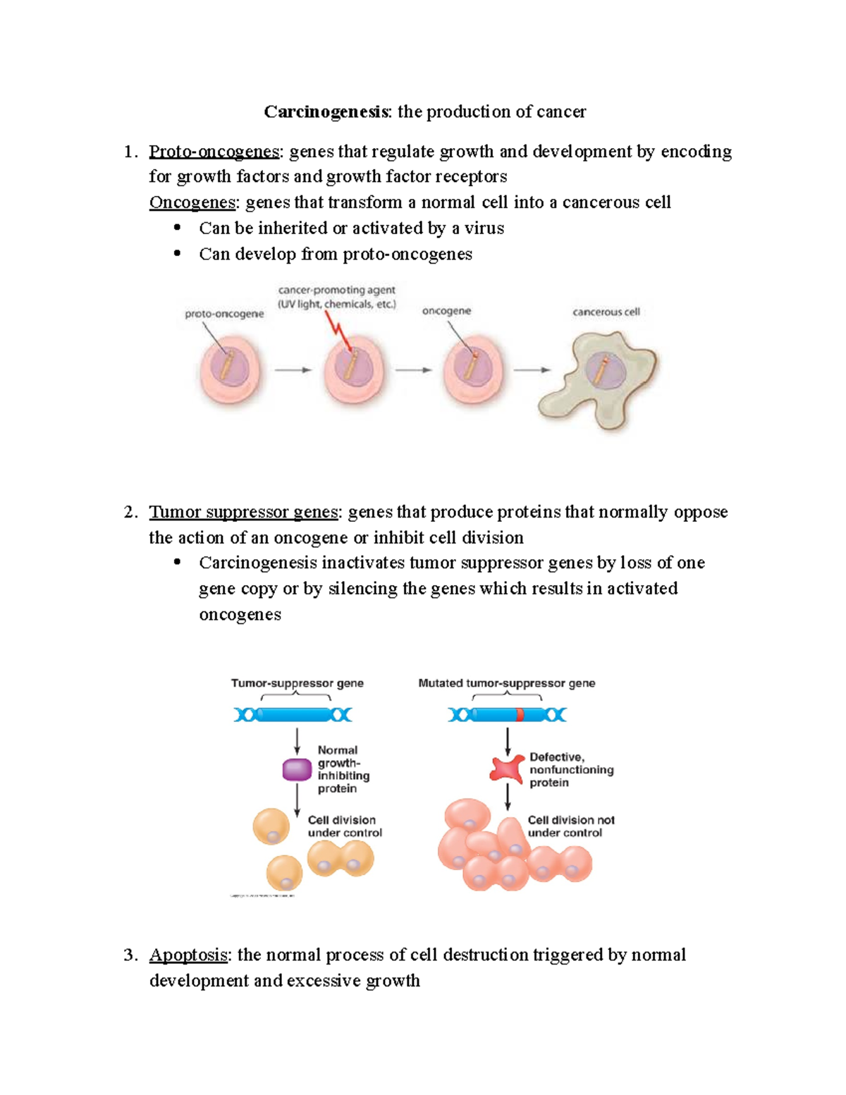 Nursing Carcinogenesis Study Guide NCLEX - Carcinogenesis : the ...