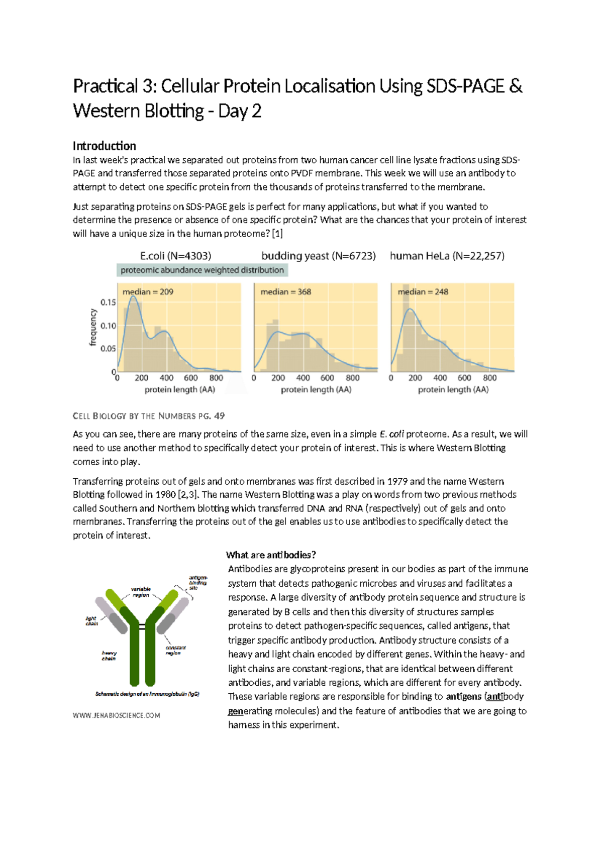2024 - P3 - Protein Localisation - Student Notes v1 - Practical 3 ...