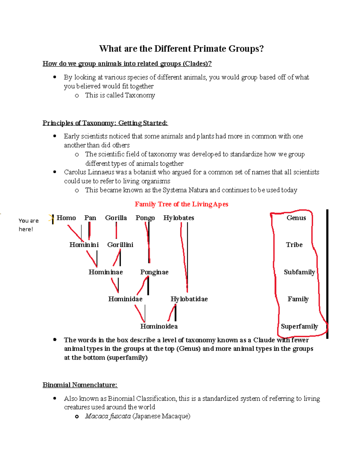 What are the Different Primate Groups? - Studocu