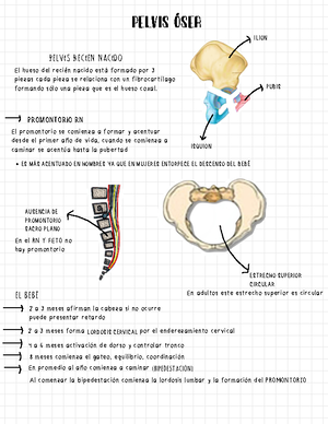 Anatomia - Pelvis - Pelvis Apofisis transversa Base del Sacro Apofisis ...