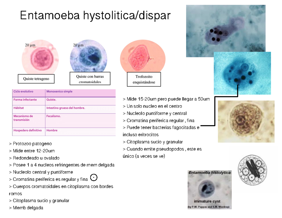 Teorico practico 1 - Entamoeba hystolitica/dispar > Protozoo patogeno ...