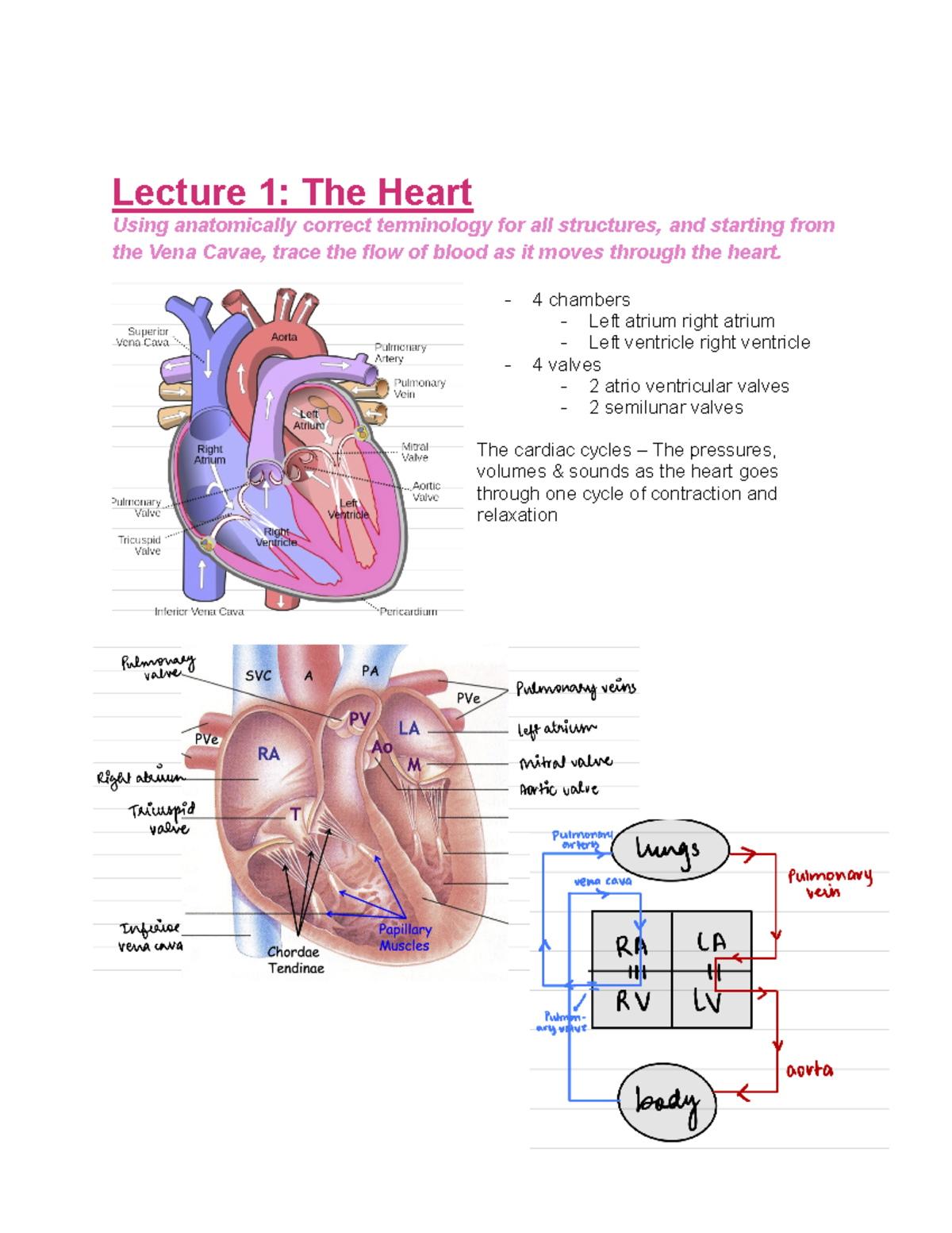 Unit 4 Cardiac - Lecture 1: The Heart Using anatomically correct ...