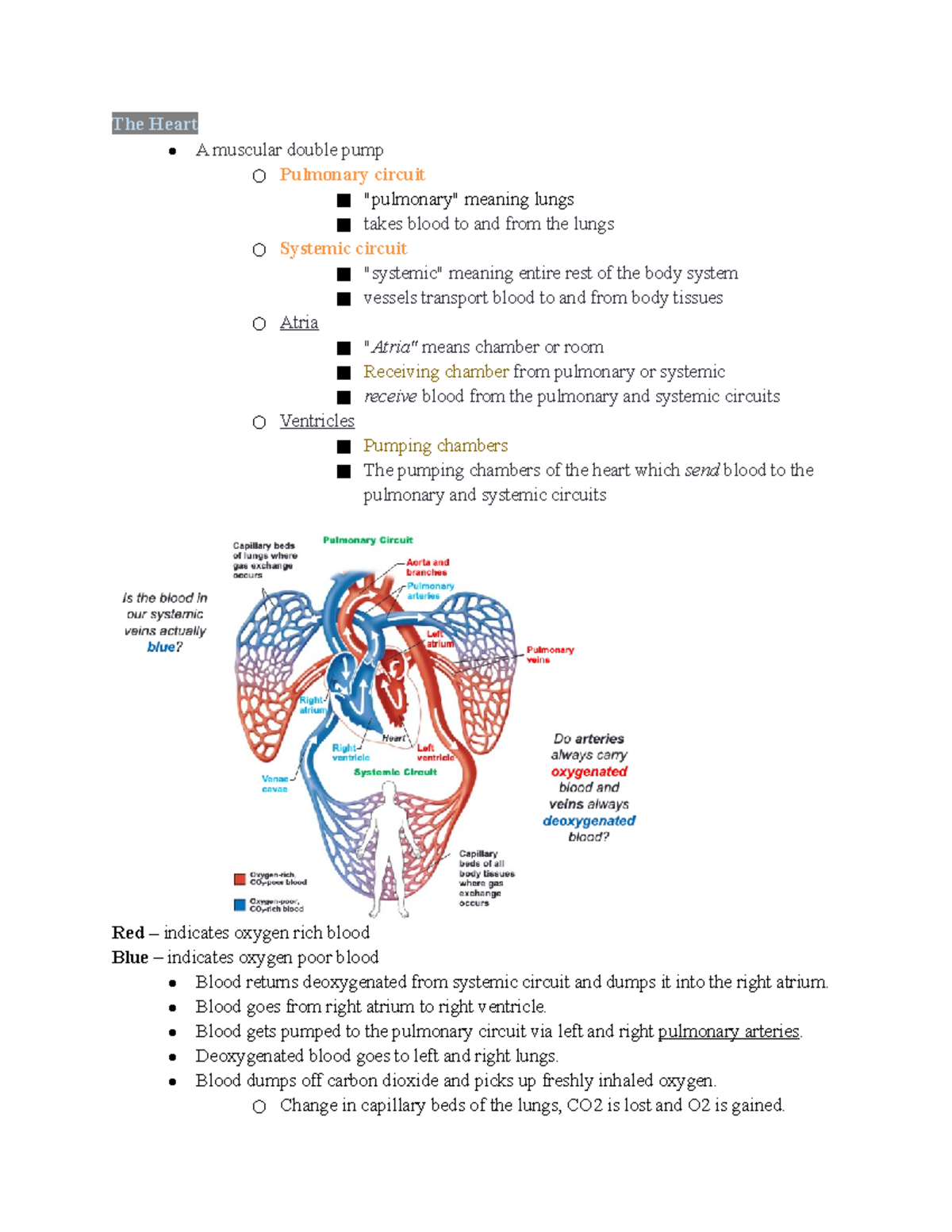 Chapter 19 Heart - Lecture notes 19 - The Heart A muscular double pump ...