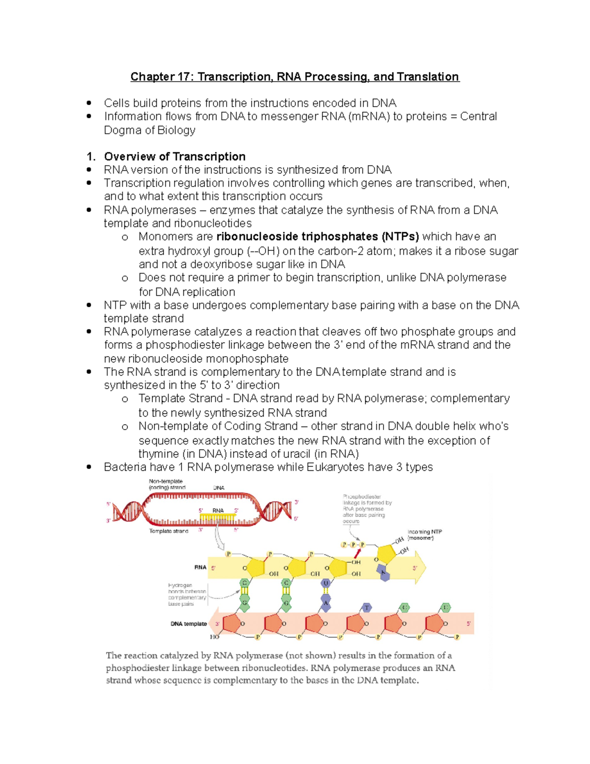 Chapter 17- Transcription, RNA Processing, and Translation ...