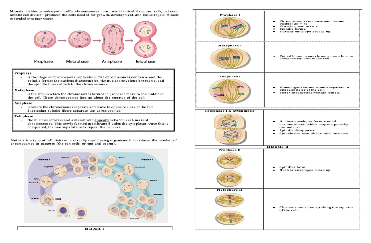 Mitosis Meiosis Notes with LAS - Meiosis is a type of cell division in ...