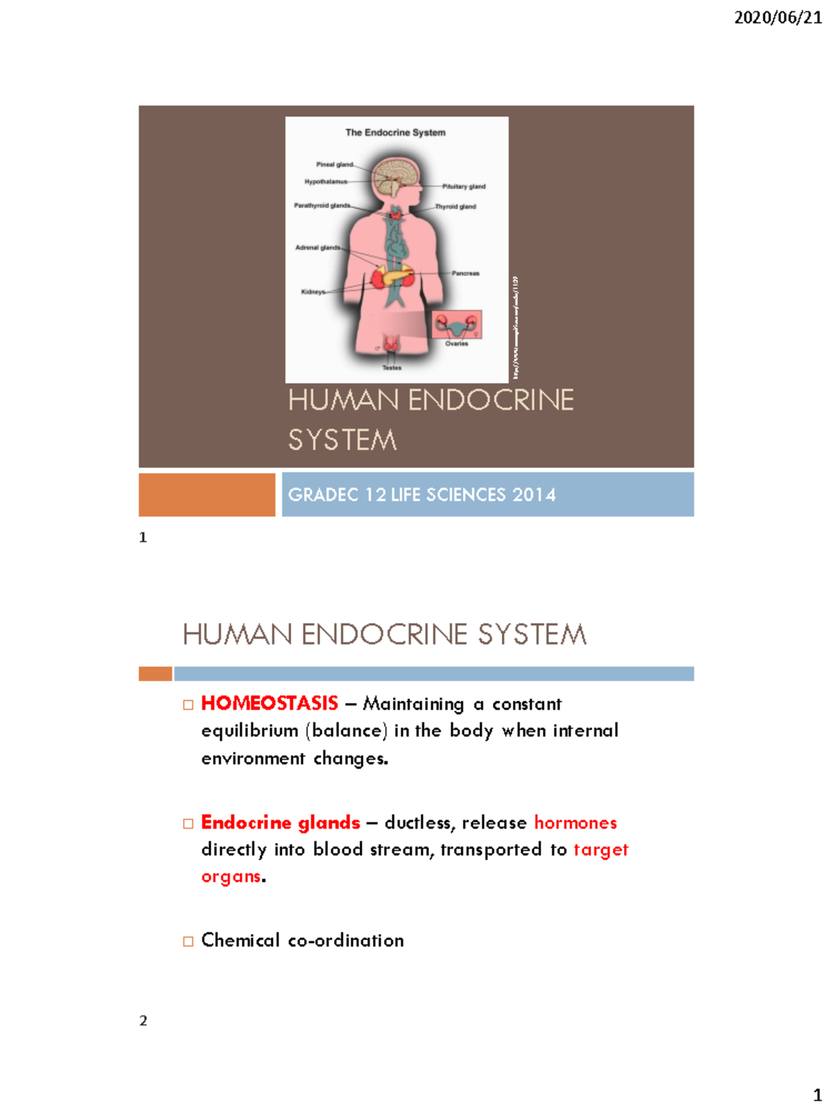 Human Endocrine System (VS) - HUMAN ENDOCRINE SYSTEM GRADEC 12 LIFE ...