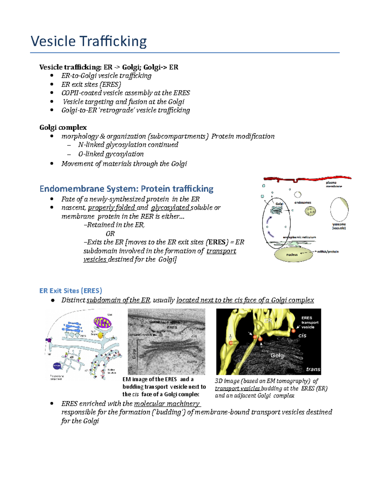Vesicle Trafficking - Vesicle Trafficking Vesicle trafficking: ER ...