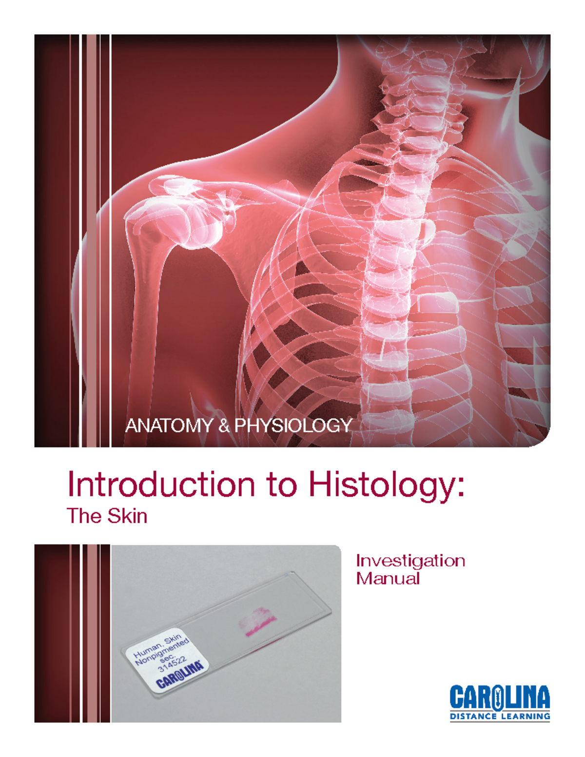 Introduction to Histology The Skin edited - ANATOMY & PHYSIOLOGY ...