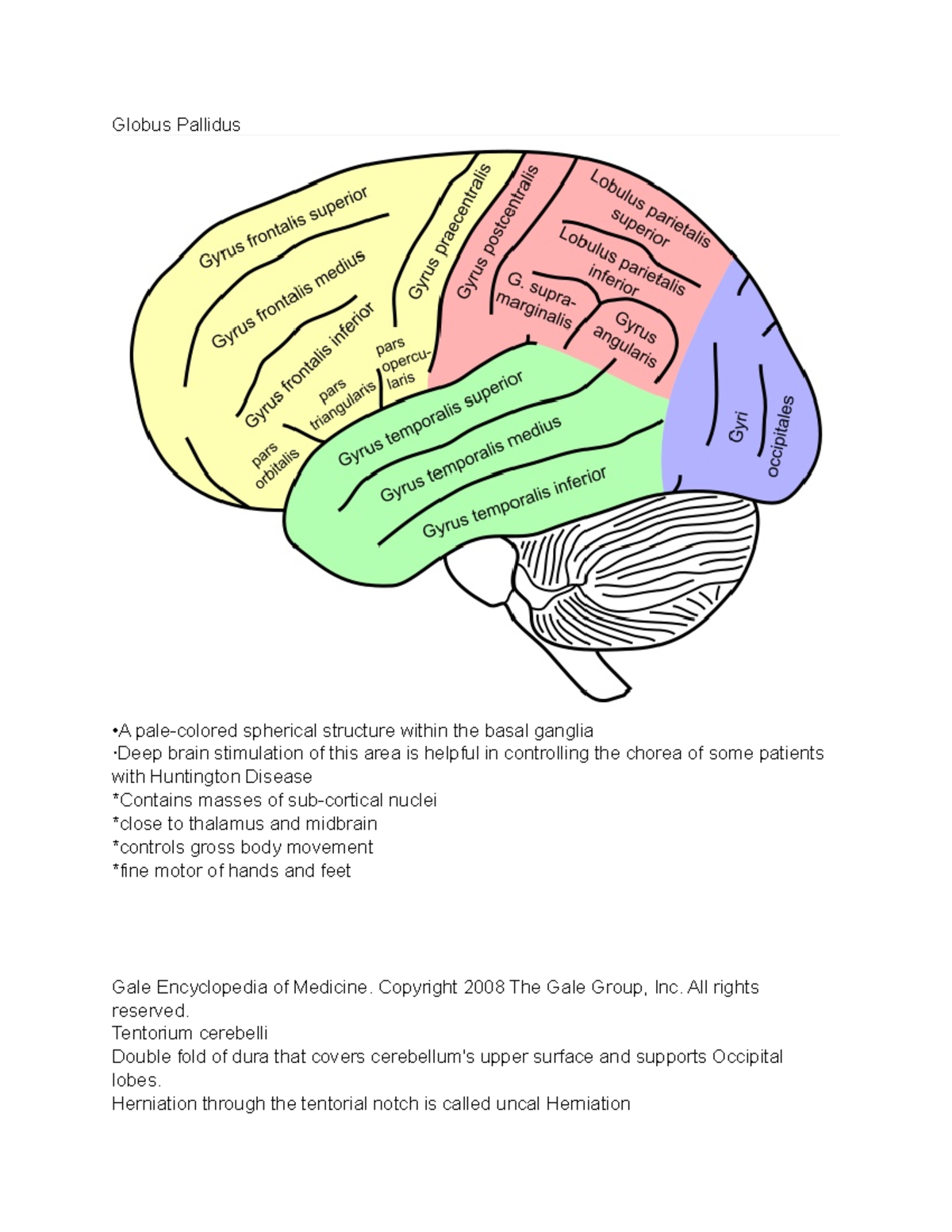 Assignment 3 - Georgian college - Globus Pallidus •A pale-colored ...