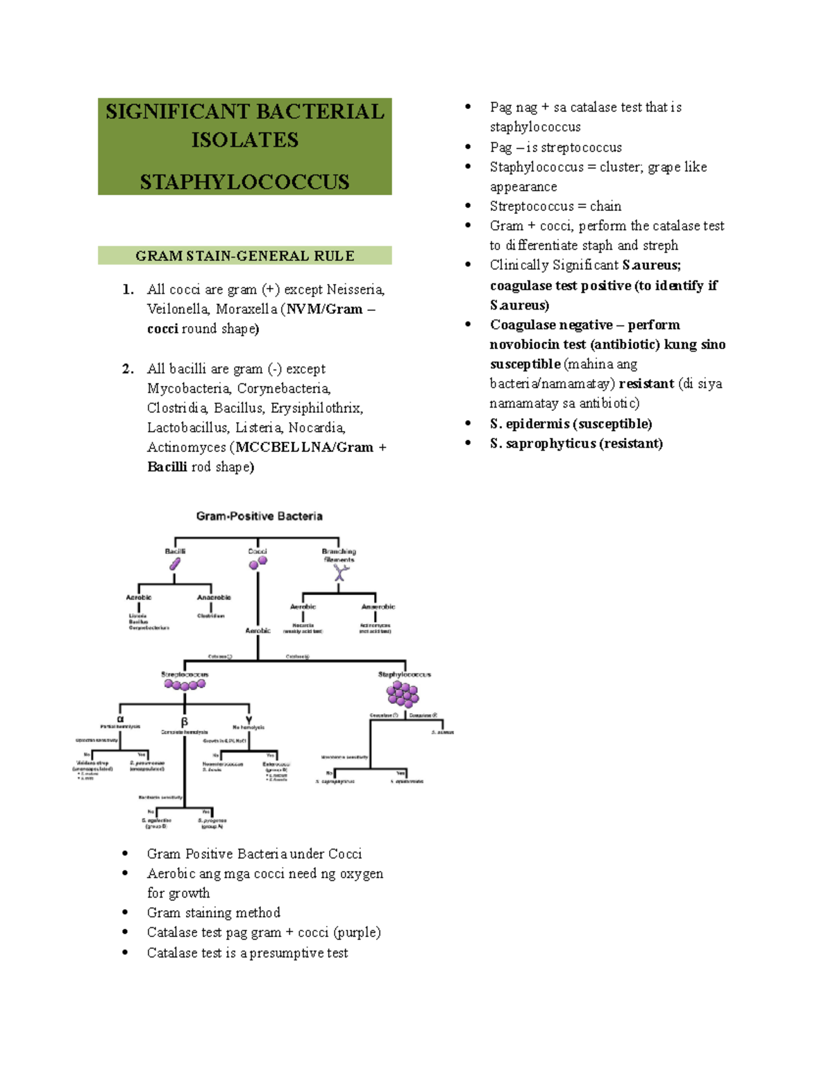 Staphy-1 - Gram positive cocci - SIGNIFICANT BACTERIAL ISOLATES ...