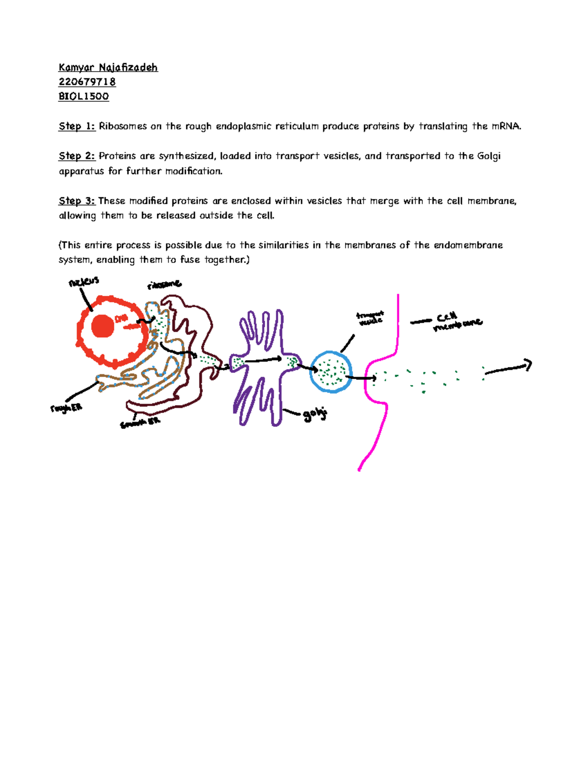 Endomembrane system - ####### Kamyar Najafizadeh ####### 220679718 ...
