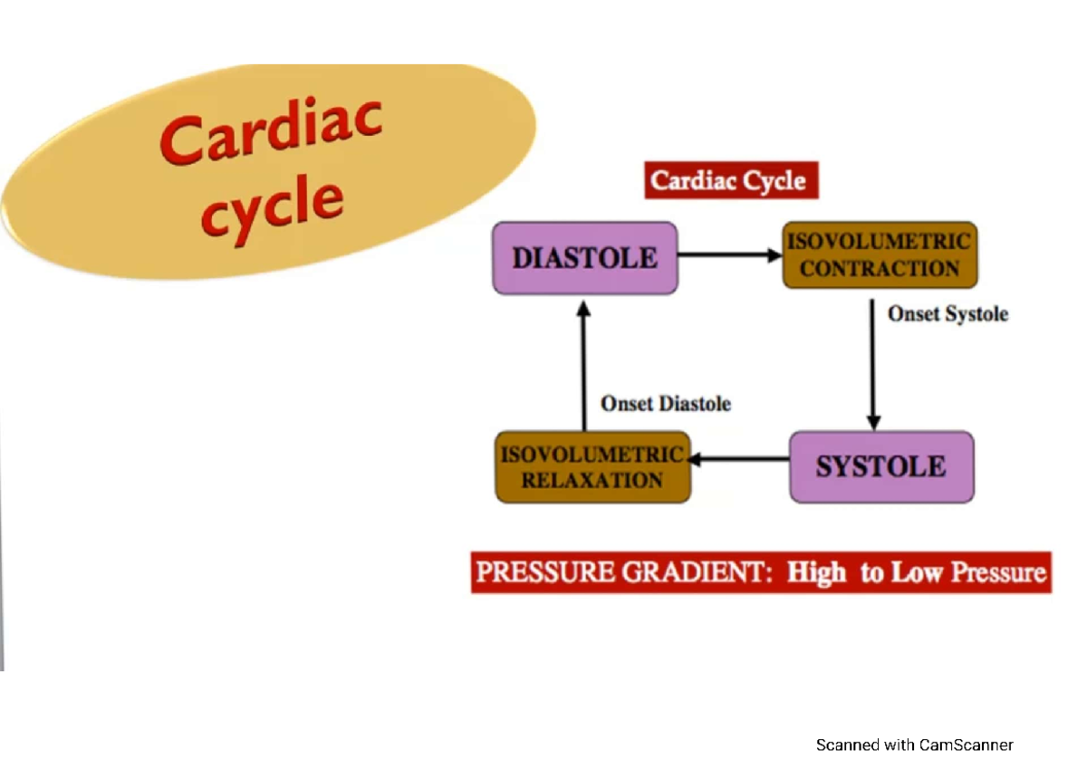 Cardiac cycle. media - Histology and Microtechnology - General ...