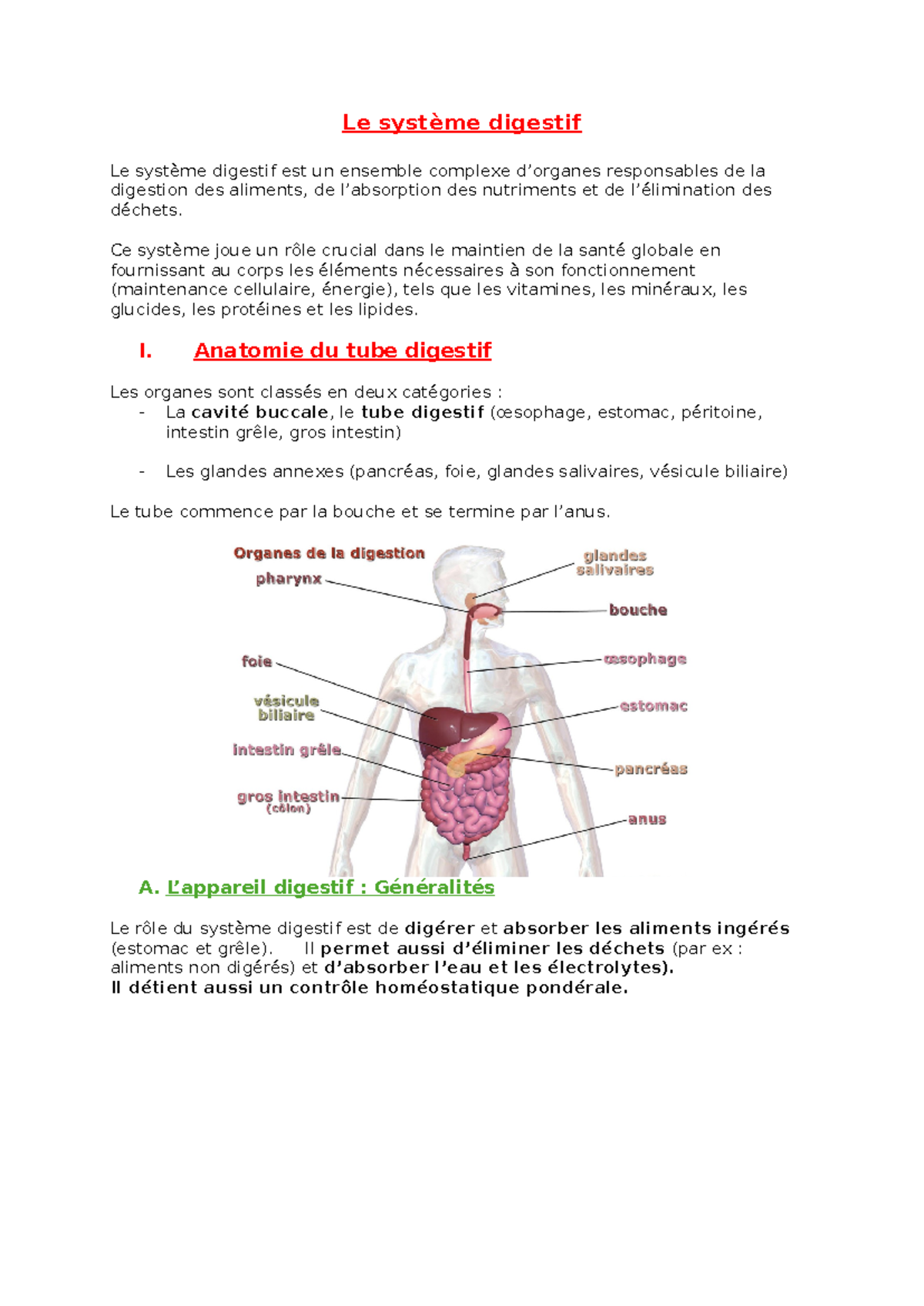 Système digestif - Le système digestif Le système digestif est un ...