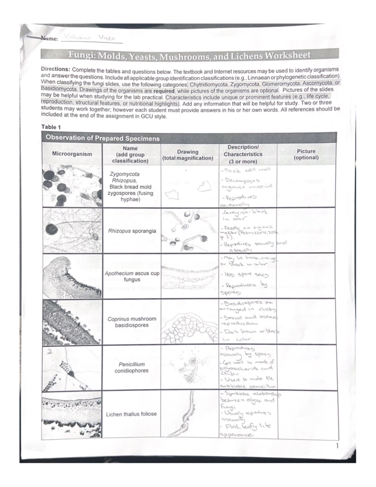 Fungi Molds, Yeasts, Mushrooms, and Lichens Worksheet - BIO-182L - Studocu