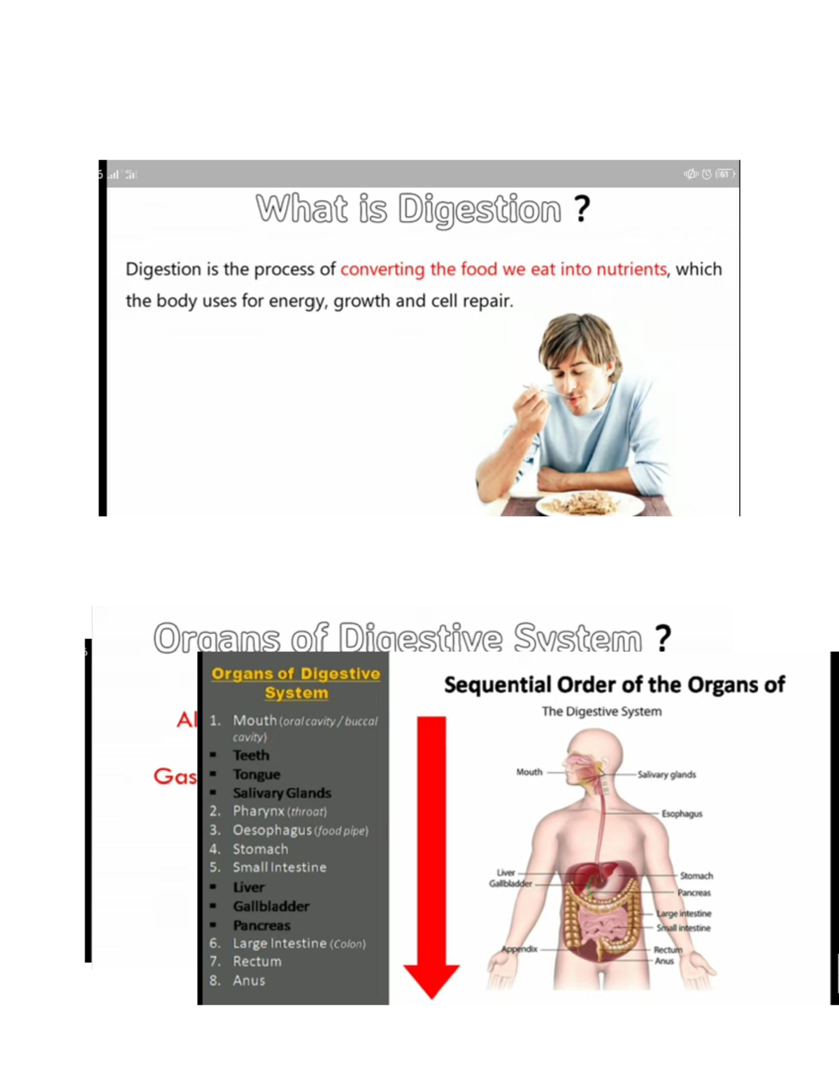 Digestive - Fundamental of human nutrition - Studocu