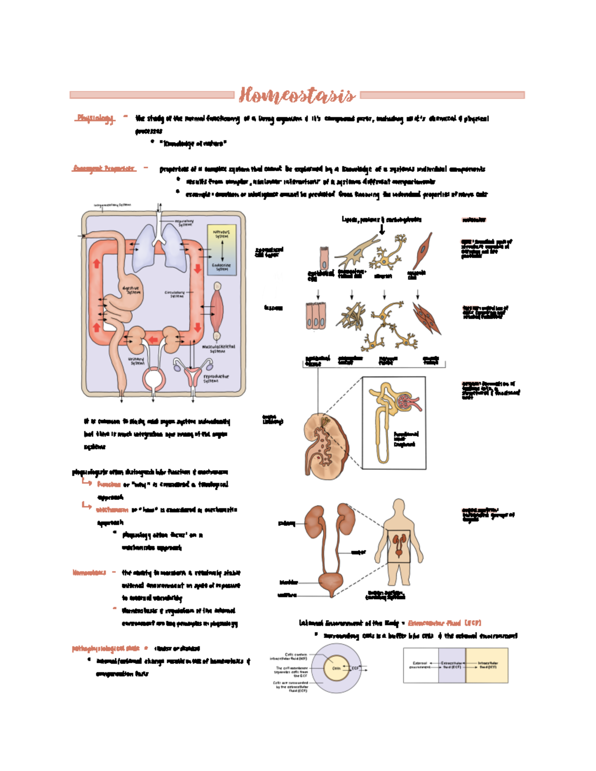 Homeostasis - Physiology the studyofthe normal functioning aa living ...