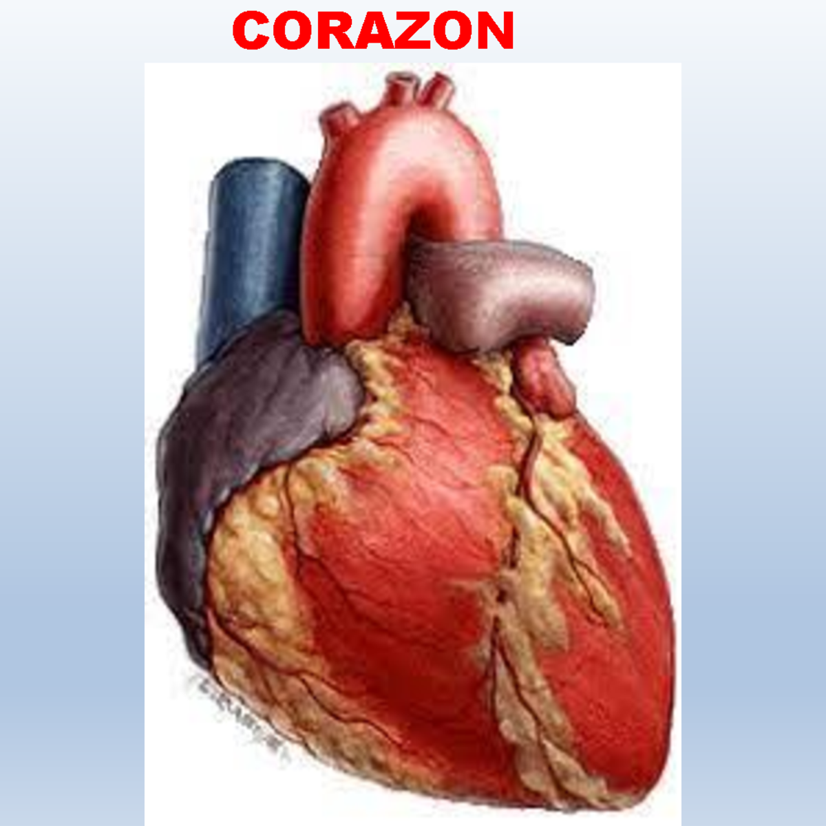 Anato Corazon 2021-IA - CORAZON PERICARDIO SACO FIBROSEROSO que ...