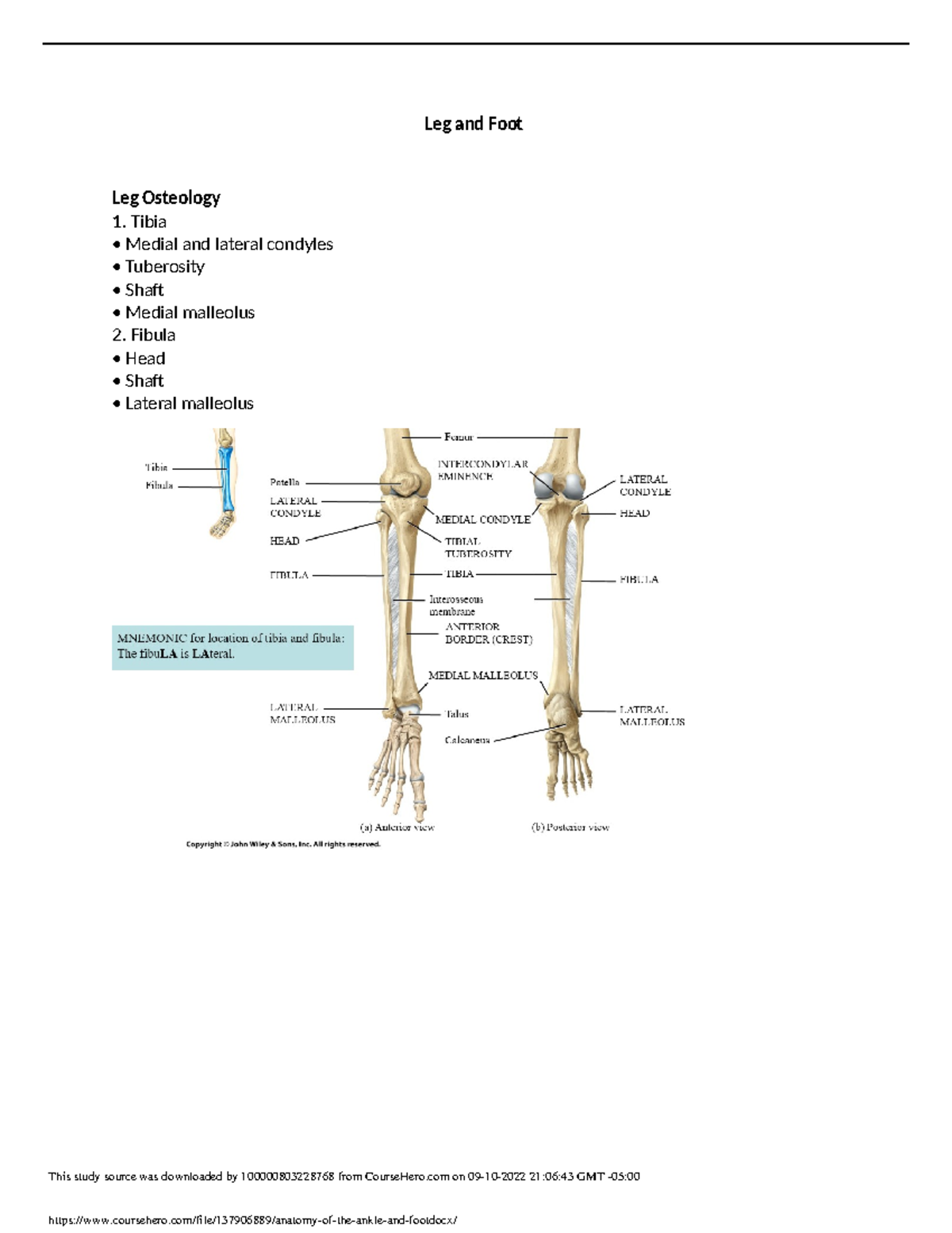 Anatomy of the ankle and foot - Leg and Foot Leg Osteology Tibia Medial ...