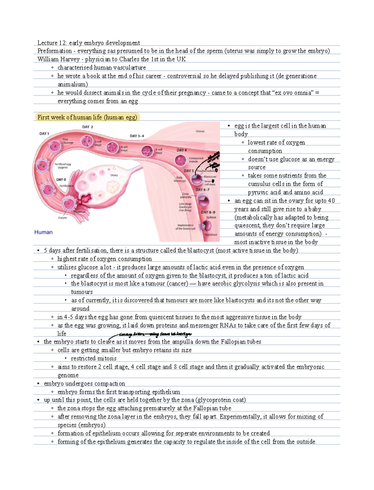 Lecture 12 Early embryo development - Lecture 12: early embryo ...