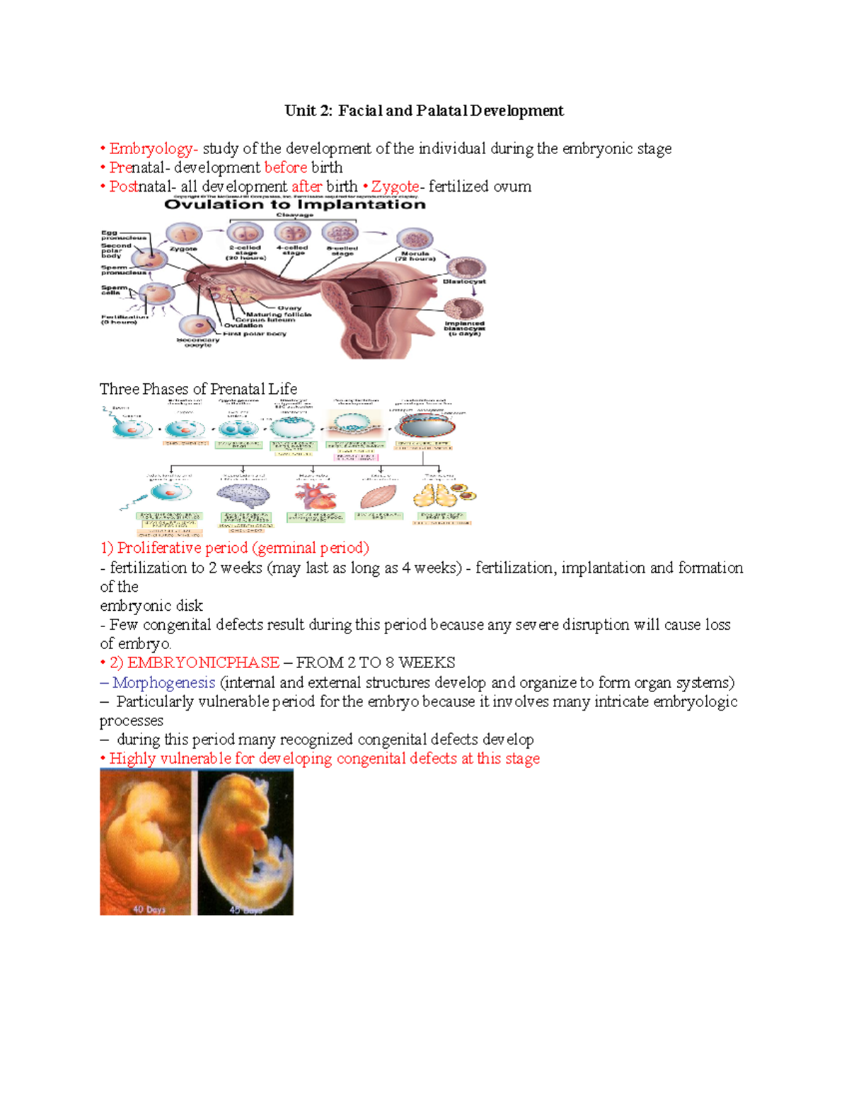 Facial & Palatal Development - Unit 2: Facial and Palatal Development ...
