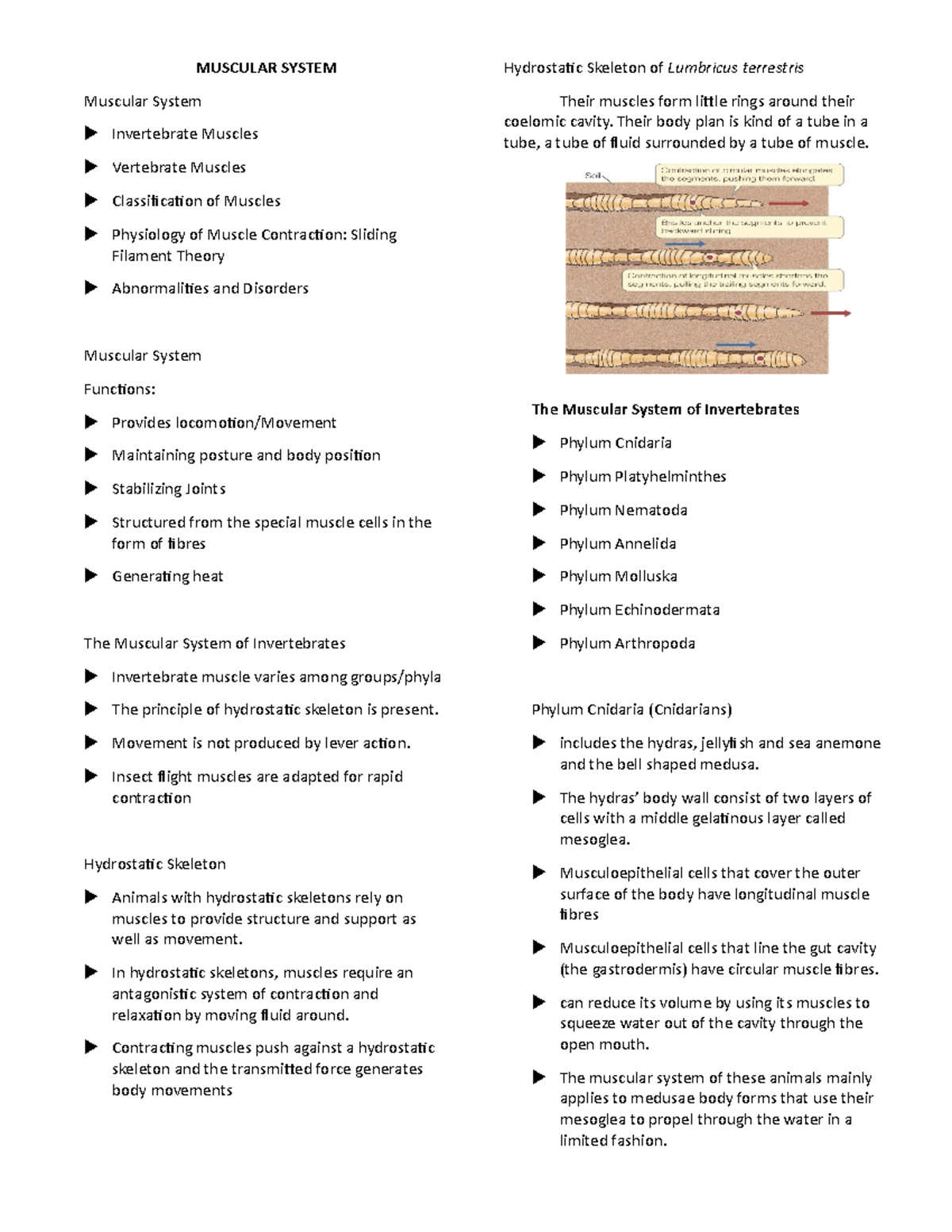THE Muscular System - MUSCULAR SYSTEM Muscular System Invertebrate ...