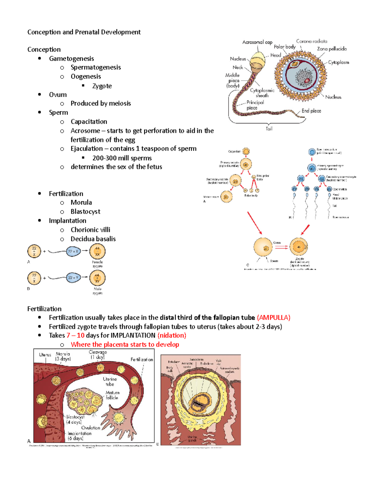 326 Conception and Prenatal Development - Conception and Prenatal ...