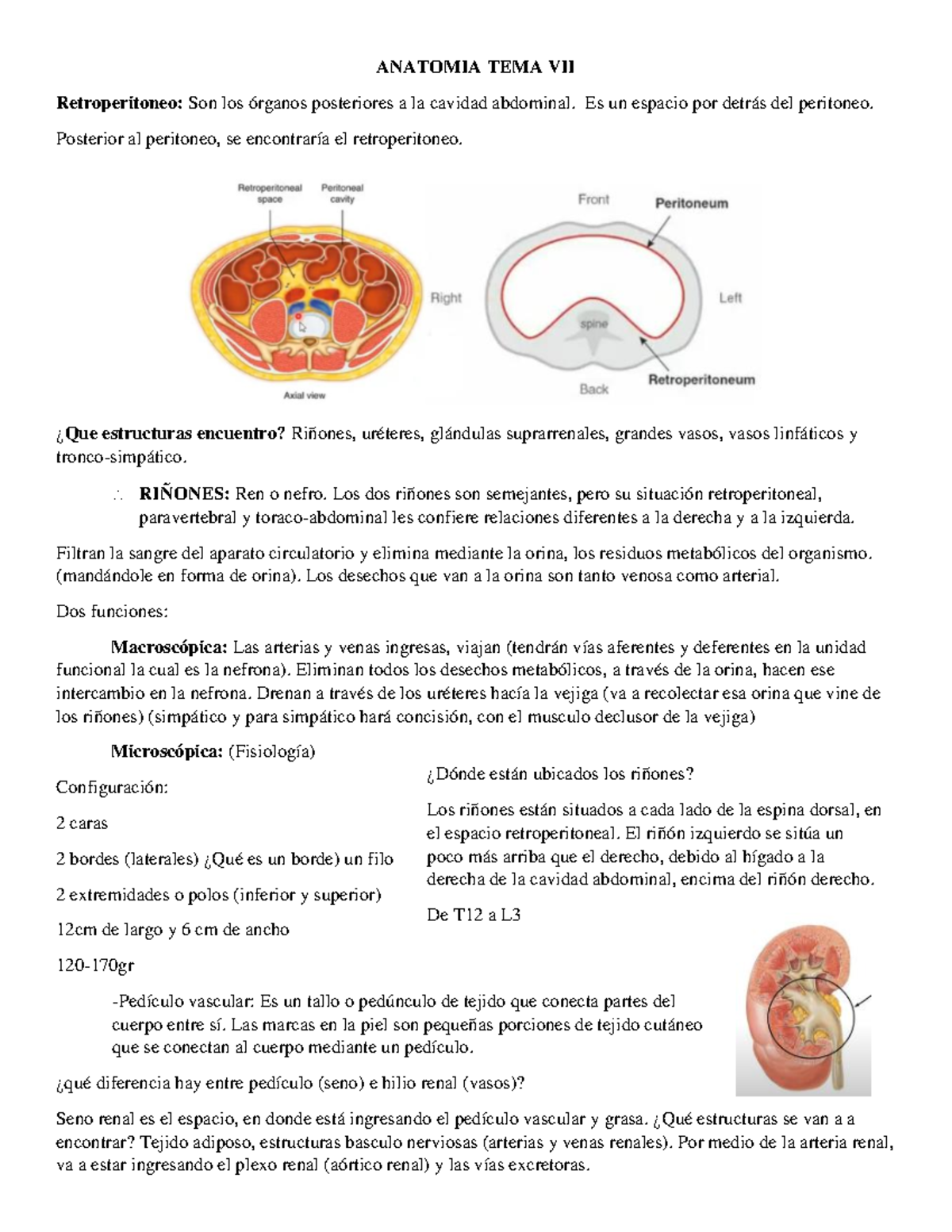 anatomía de retroperitoneo . Descripción de los huesos y musculos ...