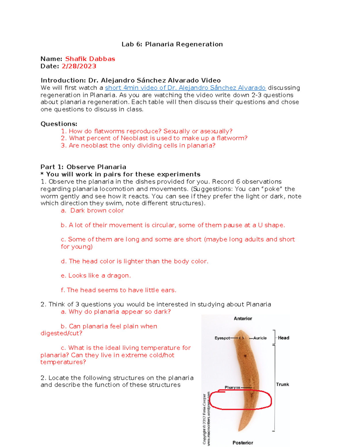 BIO 448 Lab 6- Planaria Regeneration - Lab 6: Planaria Regeneration ...